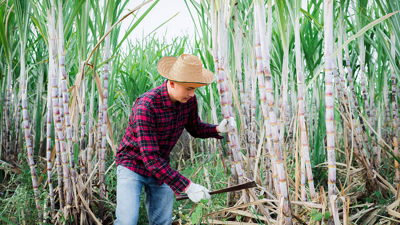 URC Expands Sugar Milling Capacity in Batangas, Helps D... – JG Summit Holdings, Inc.